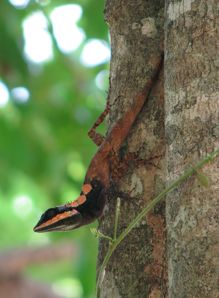 Oriental Forest Lizards (Calotes) - Snakes and Lizards