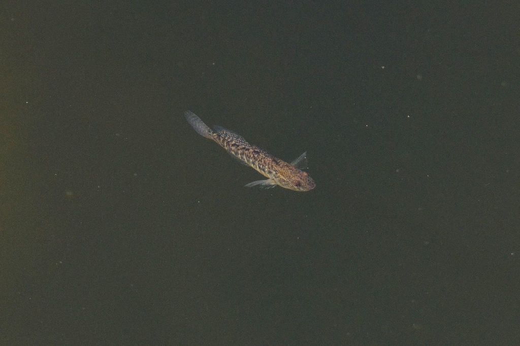 (Micropercops swinhonis) - Marine Life Identification