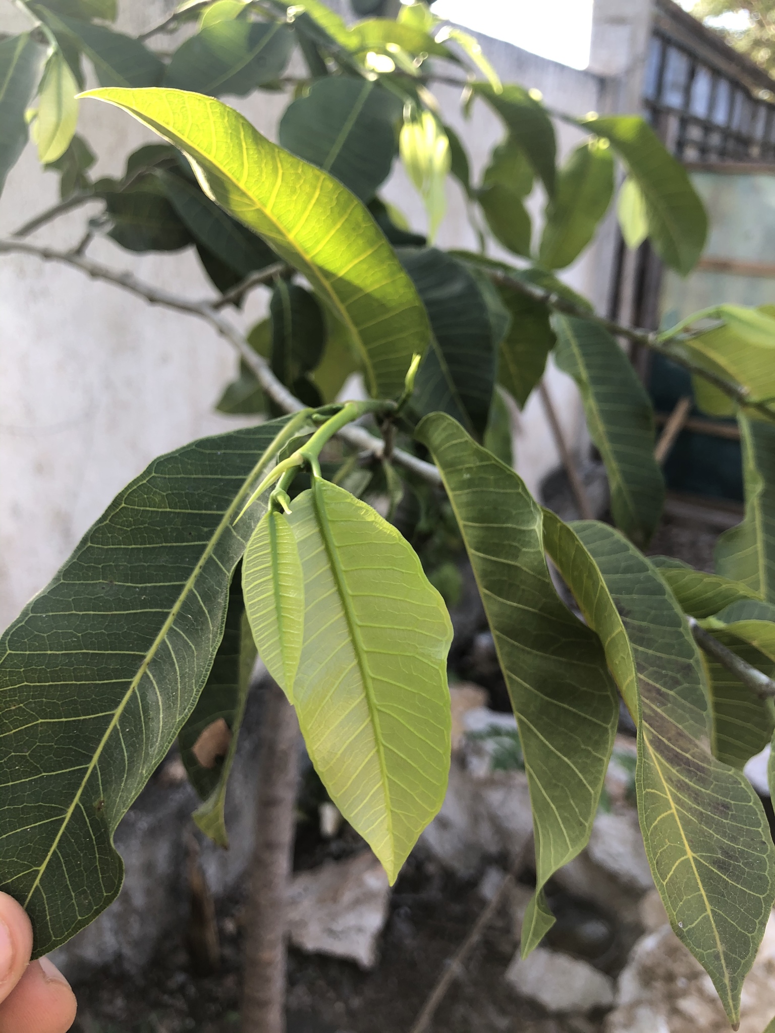 Brosimum alicastrum Sw.