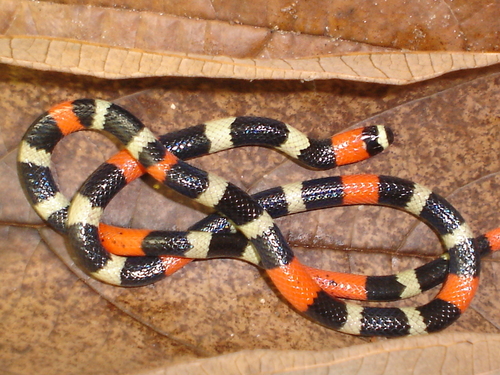Trinidad Ribbon Coral Snake (Micrurus diutius) - Snakes and Lizards
