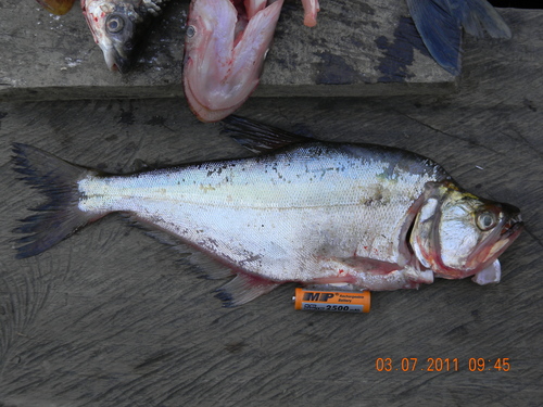 Cynopotamus atratoensis · NaturaLista Colombia