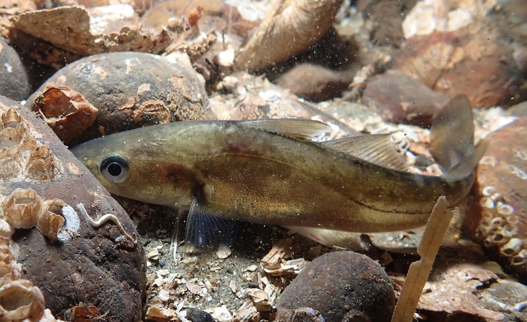 Pacific Tomcod (Microgadus proximus) - Marine Life Identification