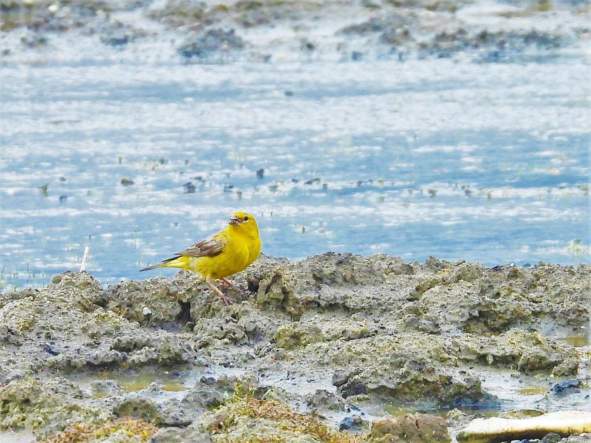 Sicalis auriventris Philippi & Landbeck, 1864