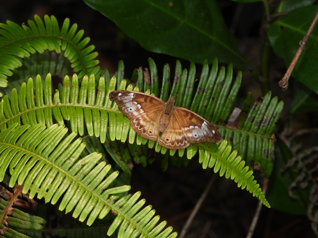 Purple Duke from Central Water Catchment, Singapore on February 28 ...