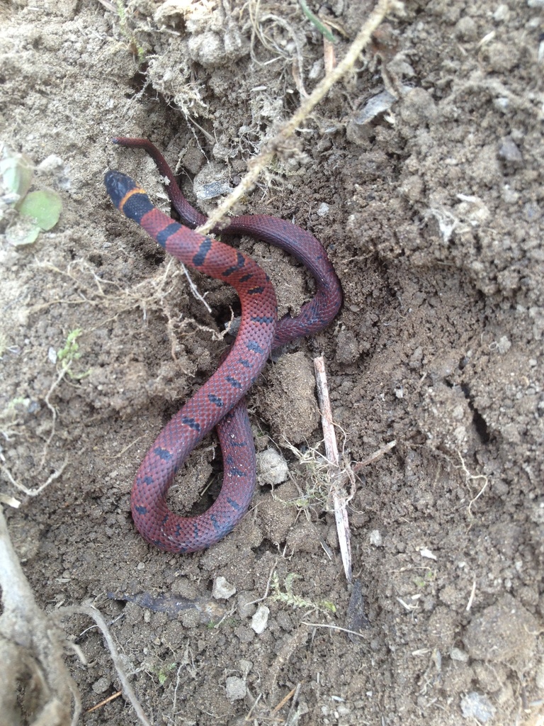 Red Coffee Snake from San Juan Chamelco, GT-AV, GT on May 31, 2018 at ...