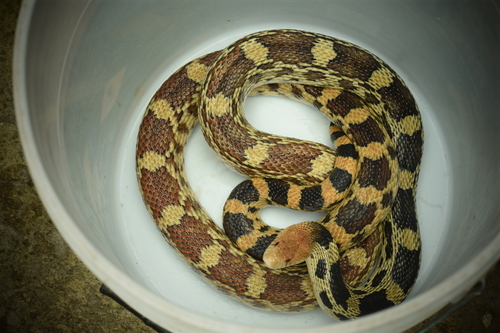 (Pituophis deppei deppei) - Snakes and Lizards