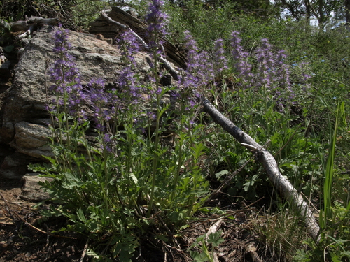 Blue Alpine Phacelia (Variety Phacelia sericea ciliosa) · iNaturalist