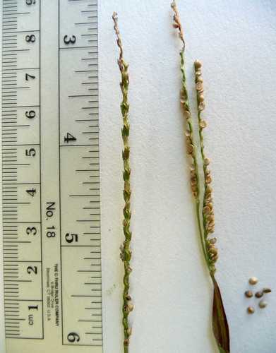 Slender crown grass (Paspalum setaceum var. ciliatifolium)