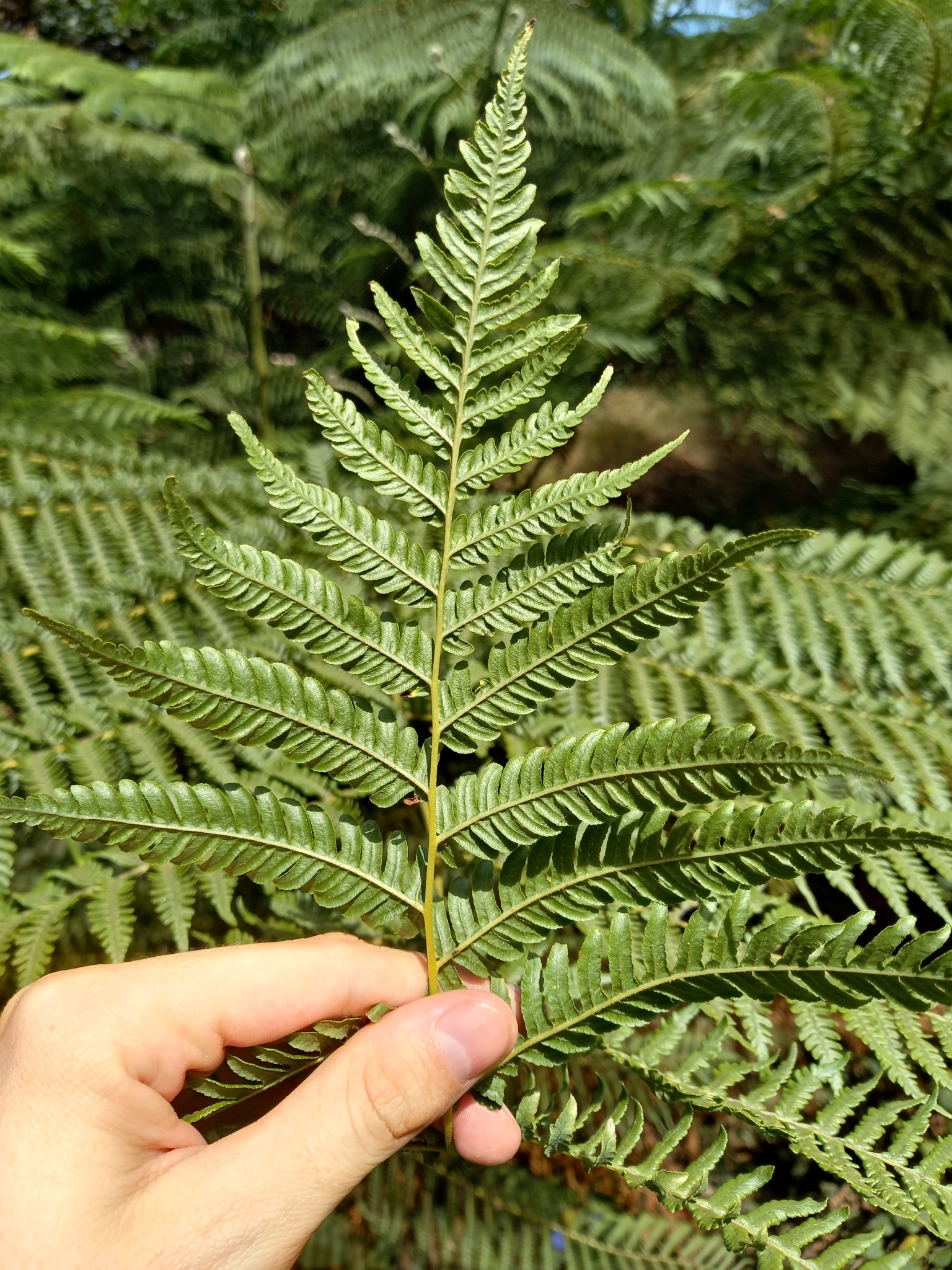 Australian Tree Fern Cyathea Cooperi