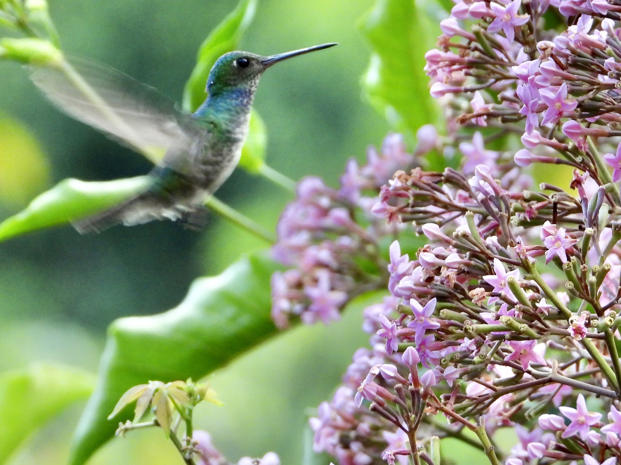 Polyerata decora Salvin, 1891