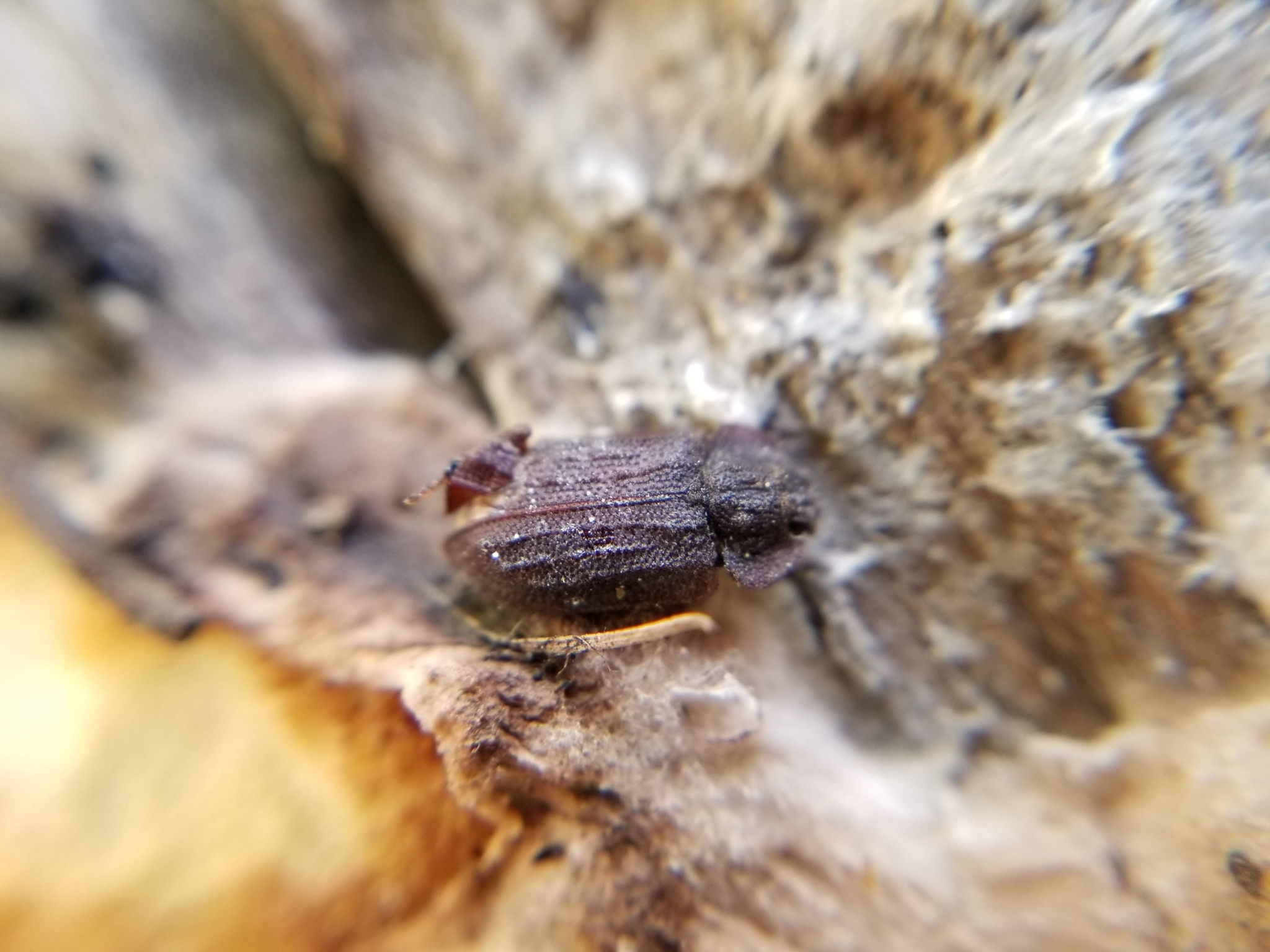 Calitys scabra (Thunberg, 1784)