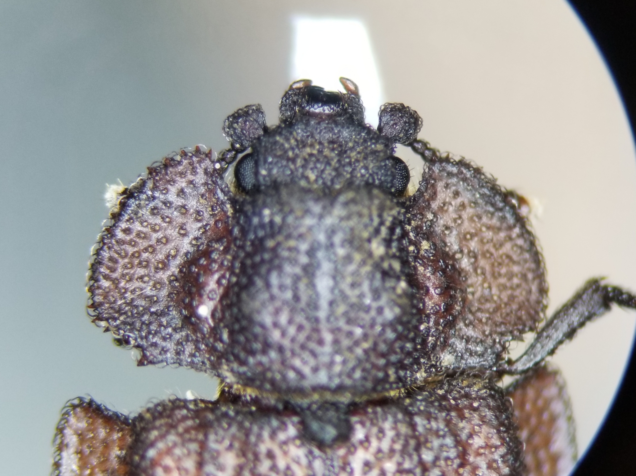 Calitys scabra (Thunberg, 1784)