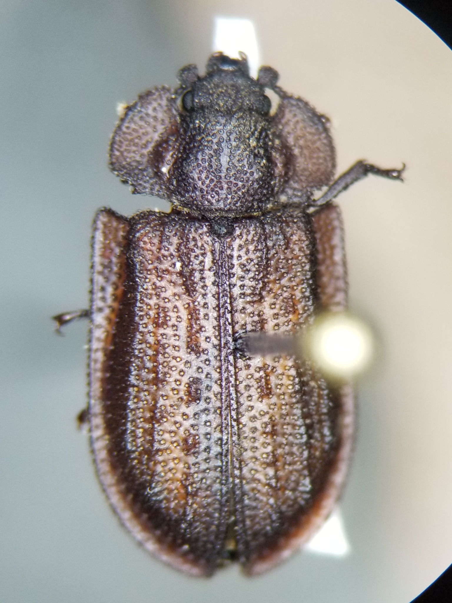 Calitys scabra (Thunberg, 1784)