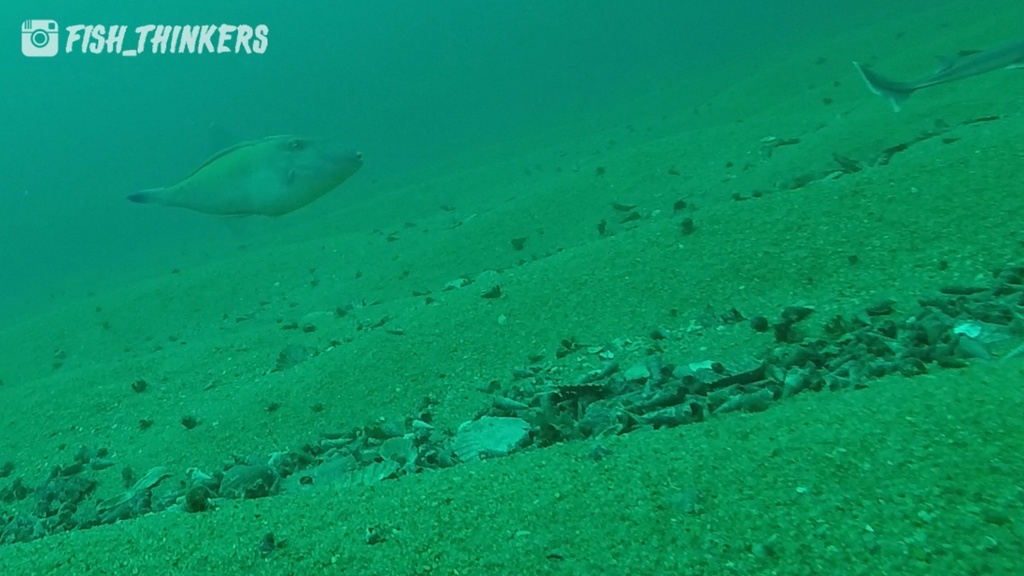 Bluefin Leatherjacket (Thamnaconus degeni) - Marine Life Identification