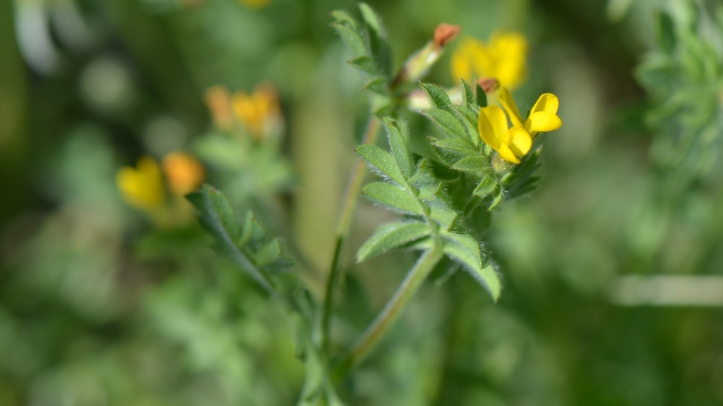 Ornithopus compressus (Flora do Campus da UDC en A Coruña) · iNaturalist