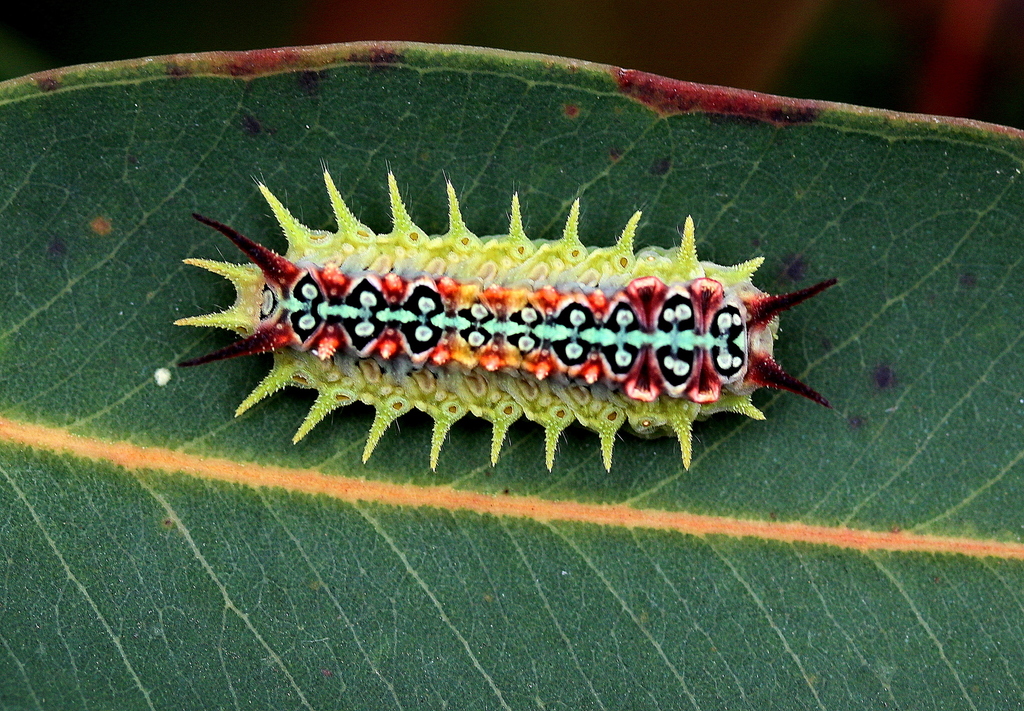 Four-spotted Cup Moth from Bannockburn North Bush VIC 3331, Australia ...
