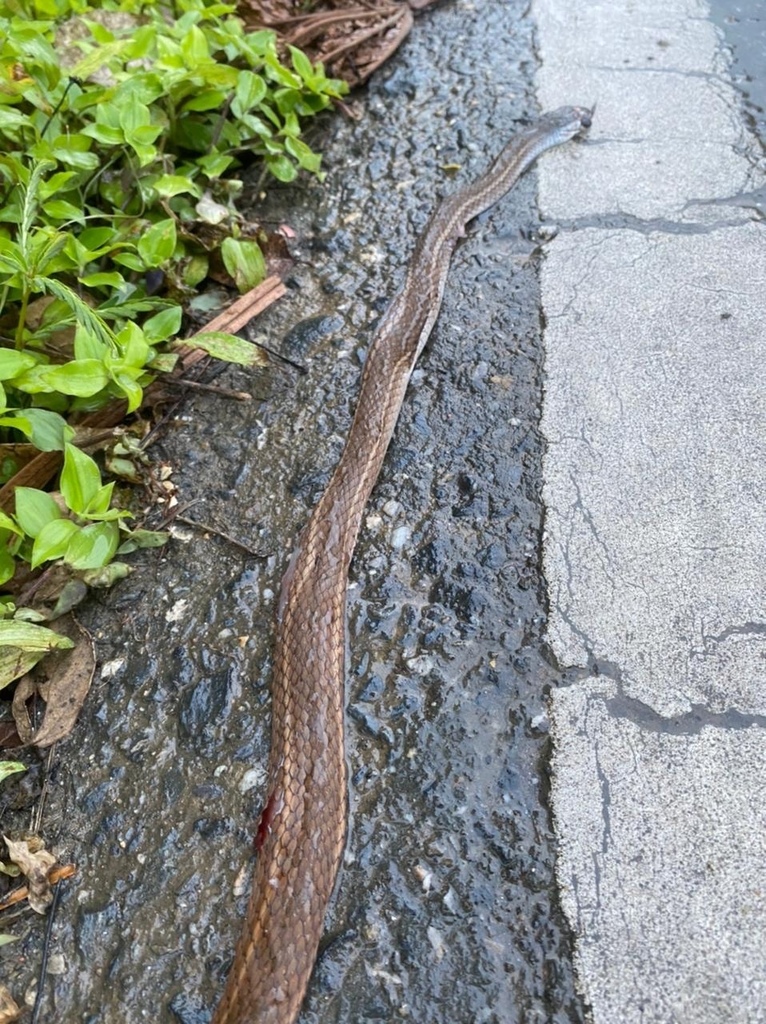 Boddaert's Tropical Racer from Dabiedial Road, Trinidad and Tobago, TT ...