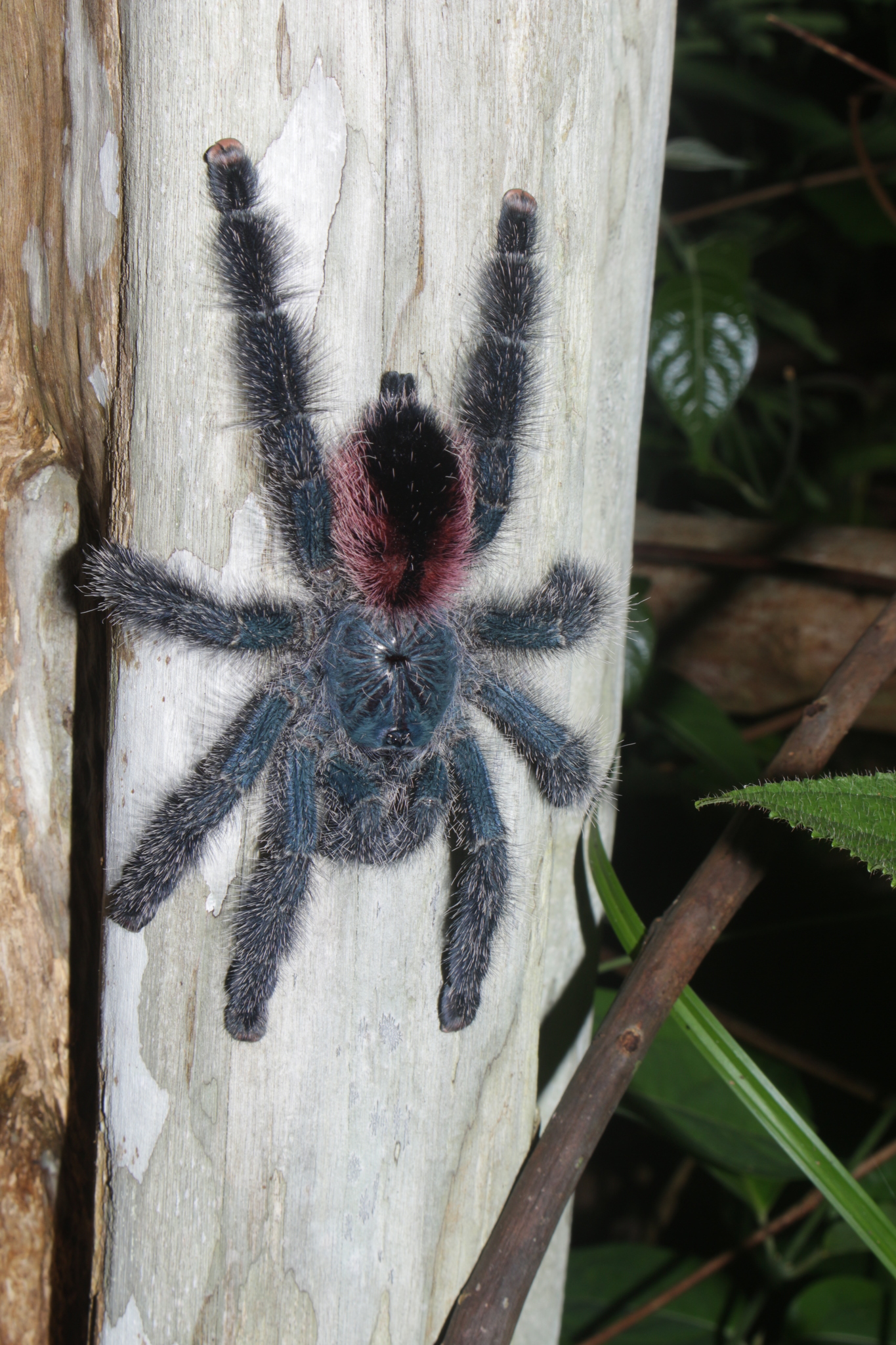 Avicularia variegata F.O.Pickard-Cambridge, 1896