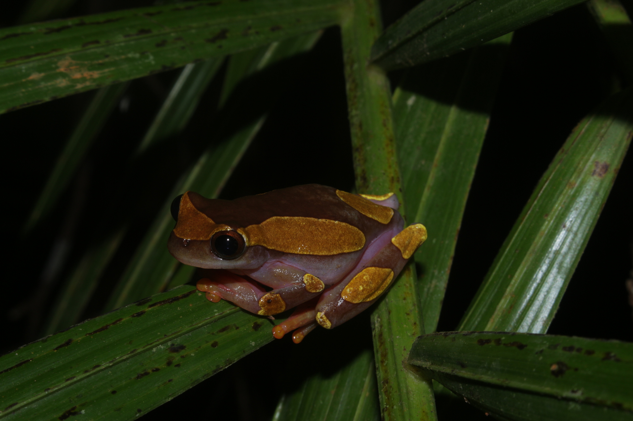 Dendropsophus leucophyllatus (Beireis, 1783)