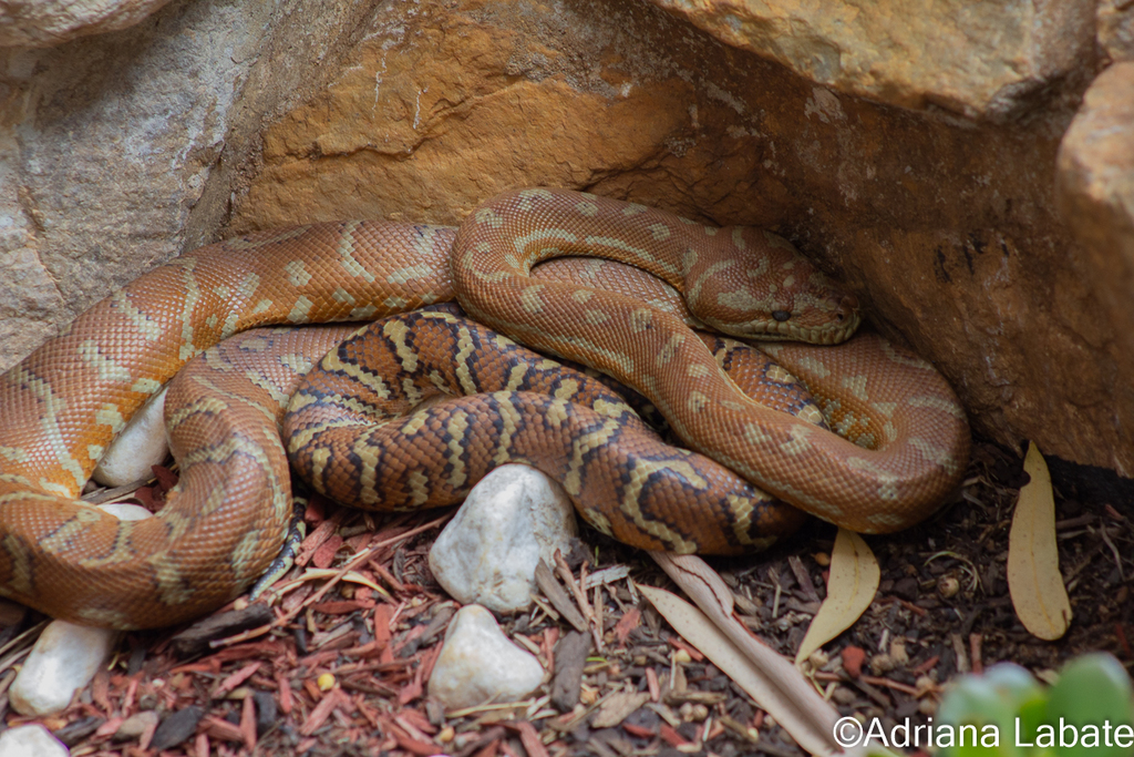 Centralian Carpet Python from Standley Chasm, Hugh NT 0872, Australia ...