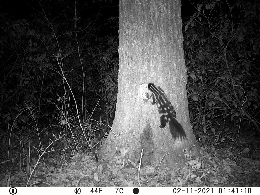 Eastern Spotted Skunk in February 2021 by Anthony Brais. Hunter Camera ...