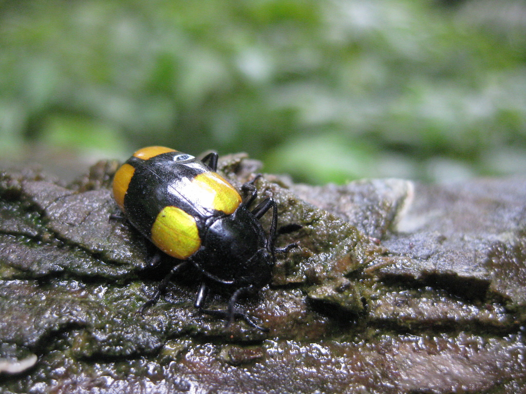 Aulacocheilus from Mount Manglayang, Bandung Regency, West Java ...