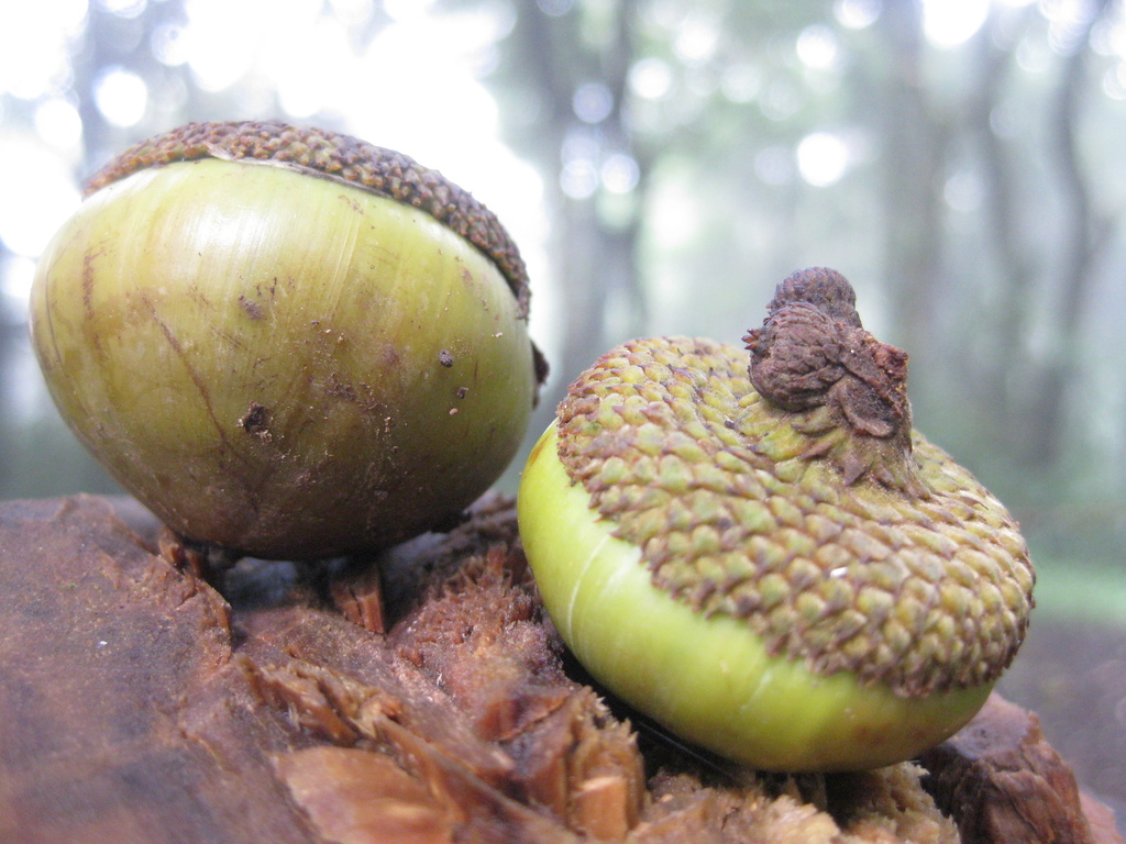 (Lithocarpus sundaicus) - Botanical Realm