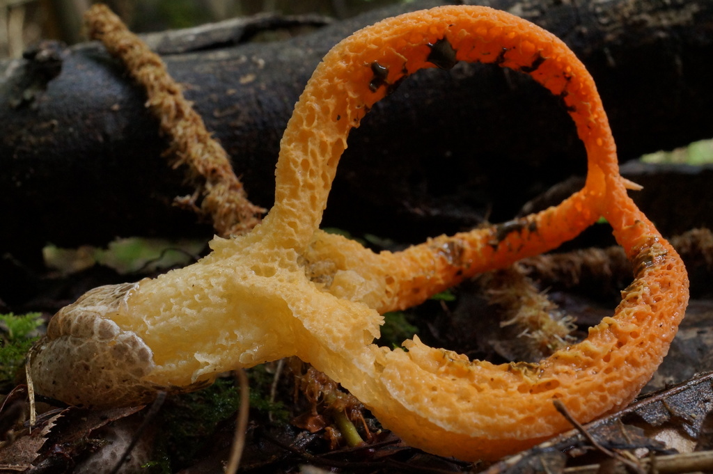 stinky squid from Kitakomatsu, Otsu, Shiga 520-0501, Japan on June 28 ...