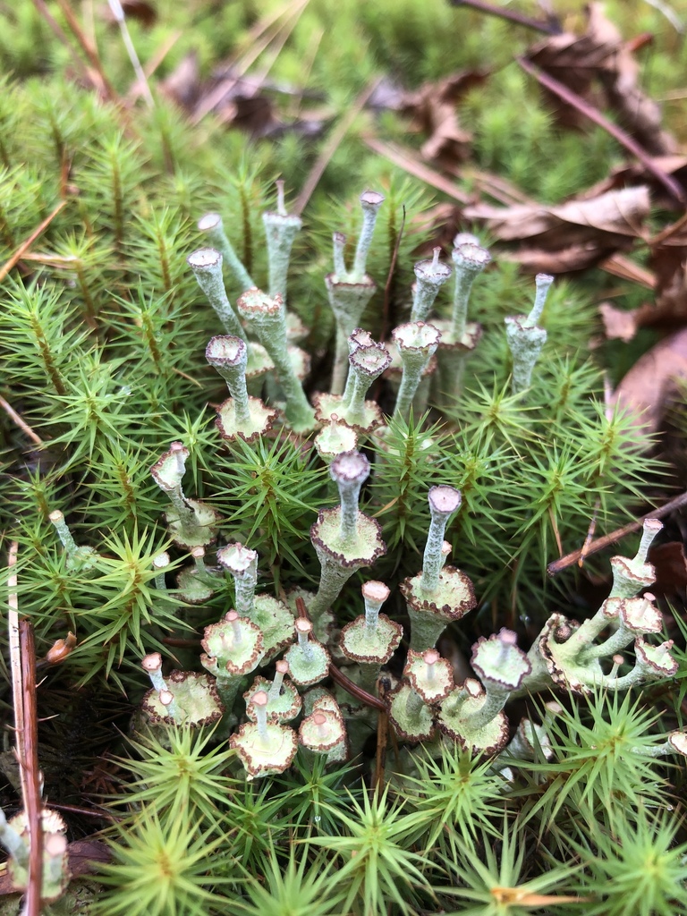 Ladder Lichen from Mikisew Provincial Park, Machar, ON, CA on October ...