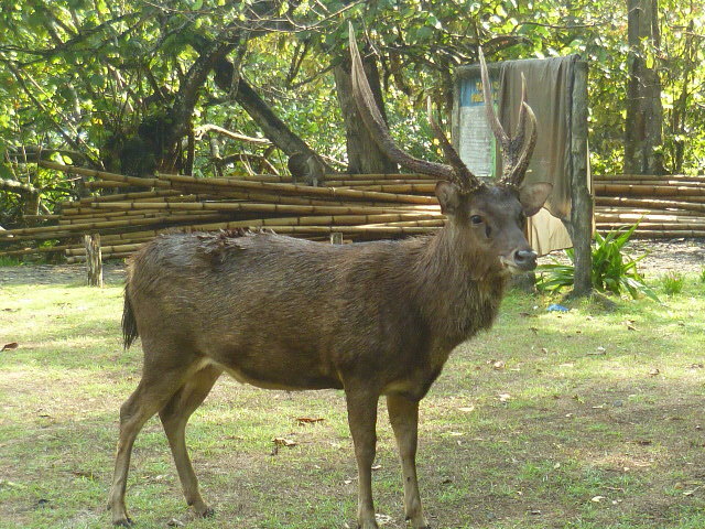Javan Rusa in November 2011 by Ganjar Cahyadi · iNaturalist