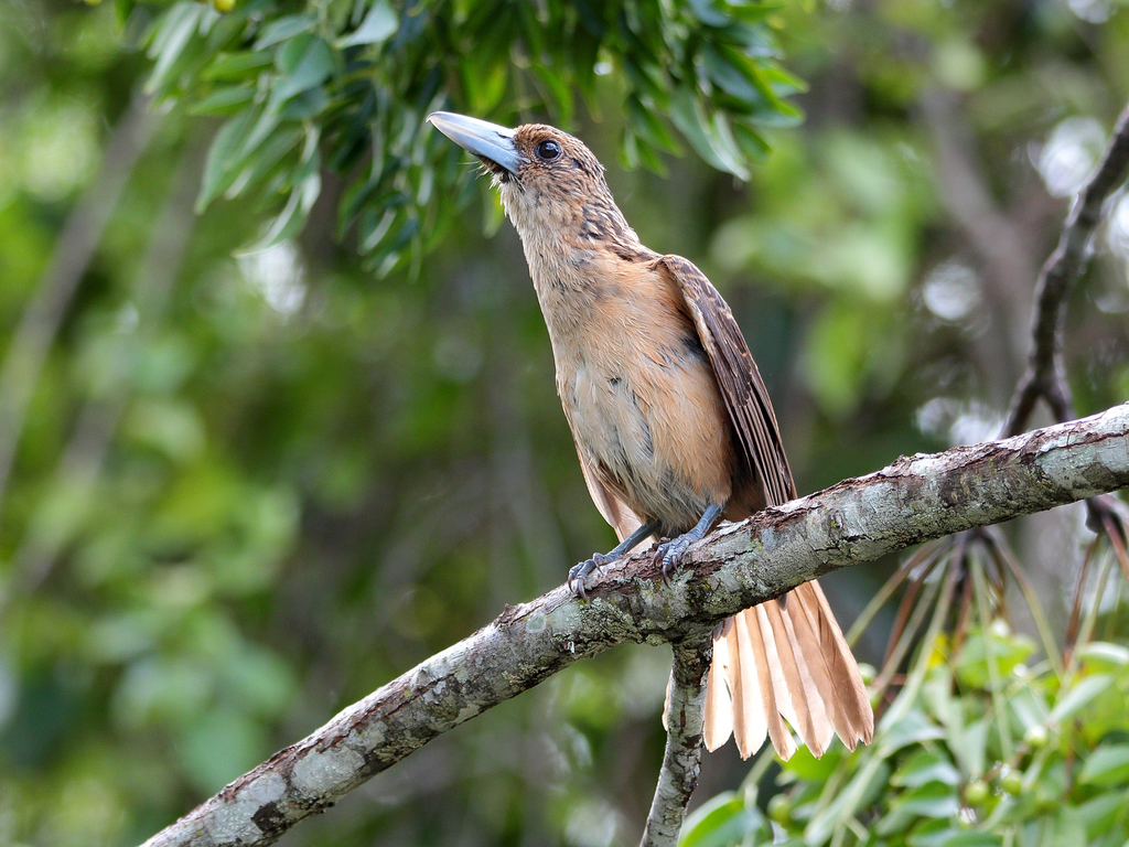 Woodswallows, Butcherbirds, Currawongs, and Peltops (Artamidae) - Avian ...