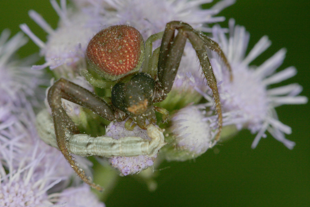 Mecaphesa dubia from Bentsen-Rio Grande Valley State Park on October 20 ...