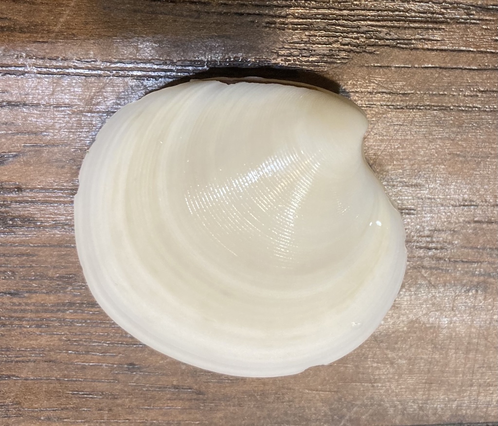 Disk Dosinia from Sanibel Island, Sanibel, FL, US on March 3, 2021 at ...