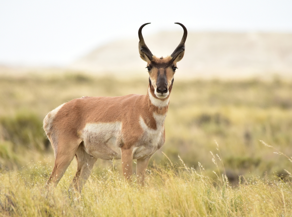 American Pronghorn (Antilocapra americana americana) - Know Your Mammals