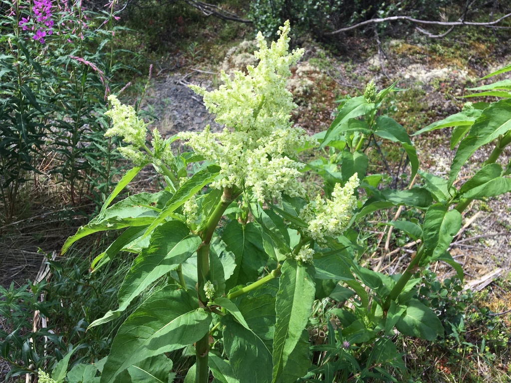 Alaska wild-rhubarb from Yukon, YT, Canada on July 2, 2019 at 02:26 PM ...
