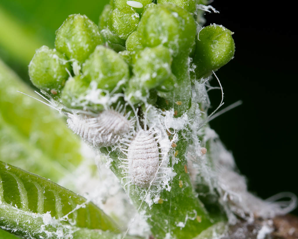 Planococcus citri (Risso, 1813)