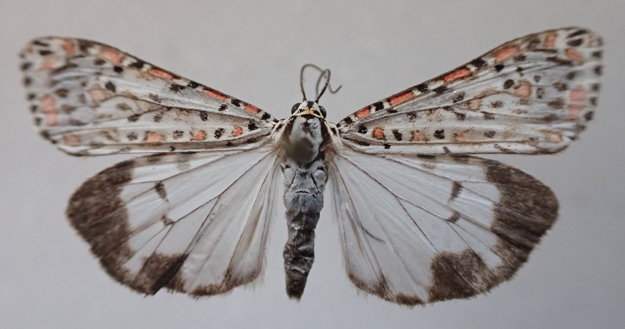 Utetheisa pulchelloides vaga Jordan, 1939