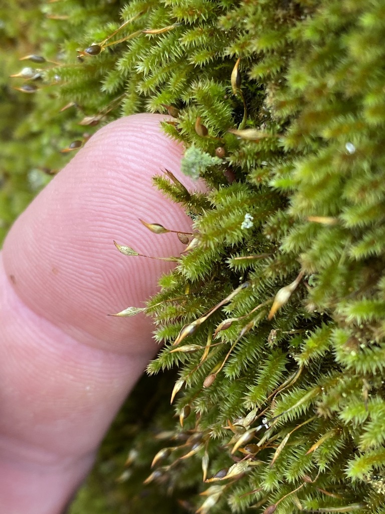smooth hook moss (Leucodon julaceus) - Botanical Realm