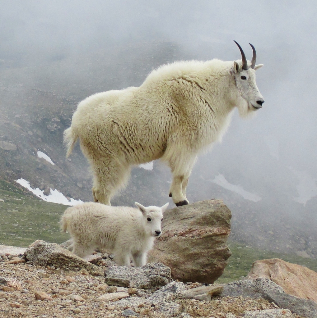 Mountain Goat Land Mammals Of The Yakutat Ranger District Tongass