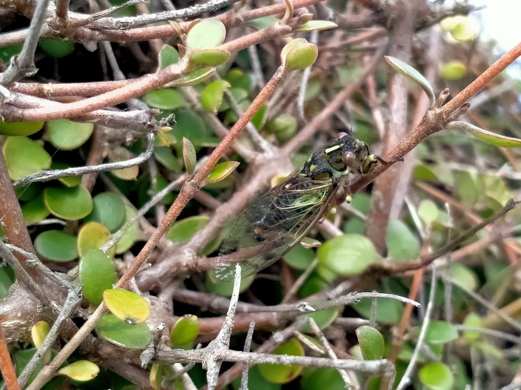 Pink Cicada from 3119520, Sandymount 9077, New Zealand on March 04 ...