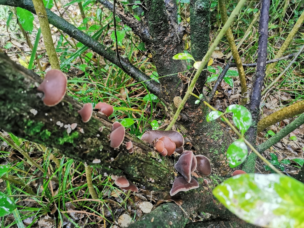 Ear fungus from Arch Hill on March 04, 2021 at 01:52 PM by Kizzie ...