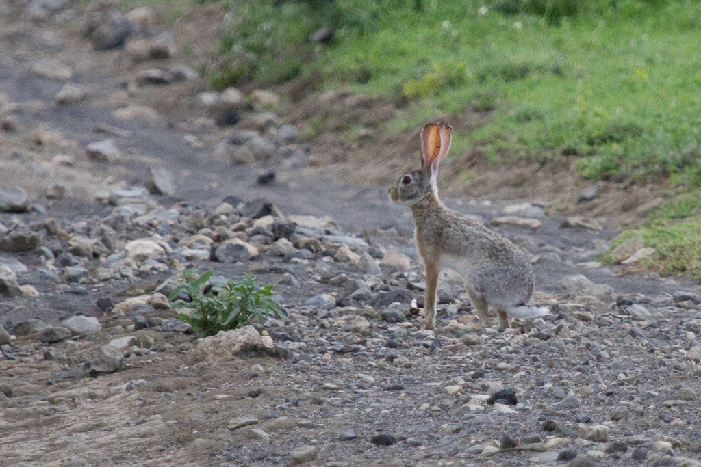 African Savannah Hare from Longido, Tanzania on 19 December, 2015 at 05 ...