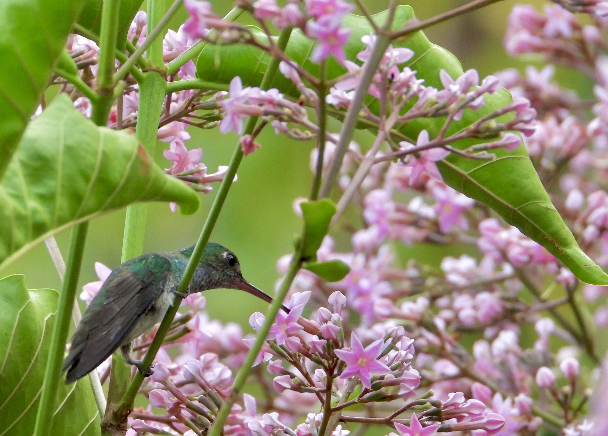 Polyerata decora Salvin, 1891