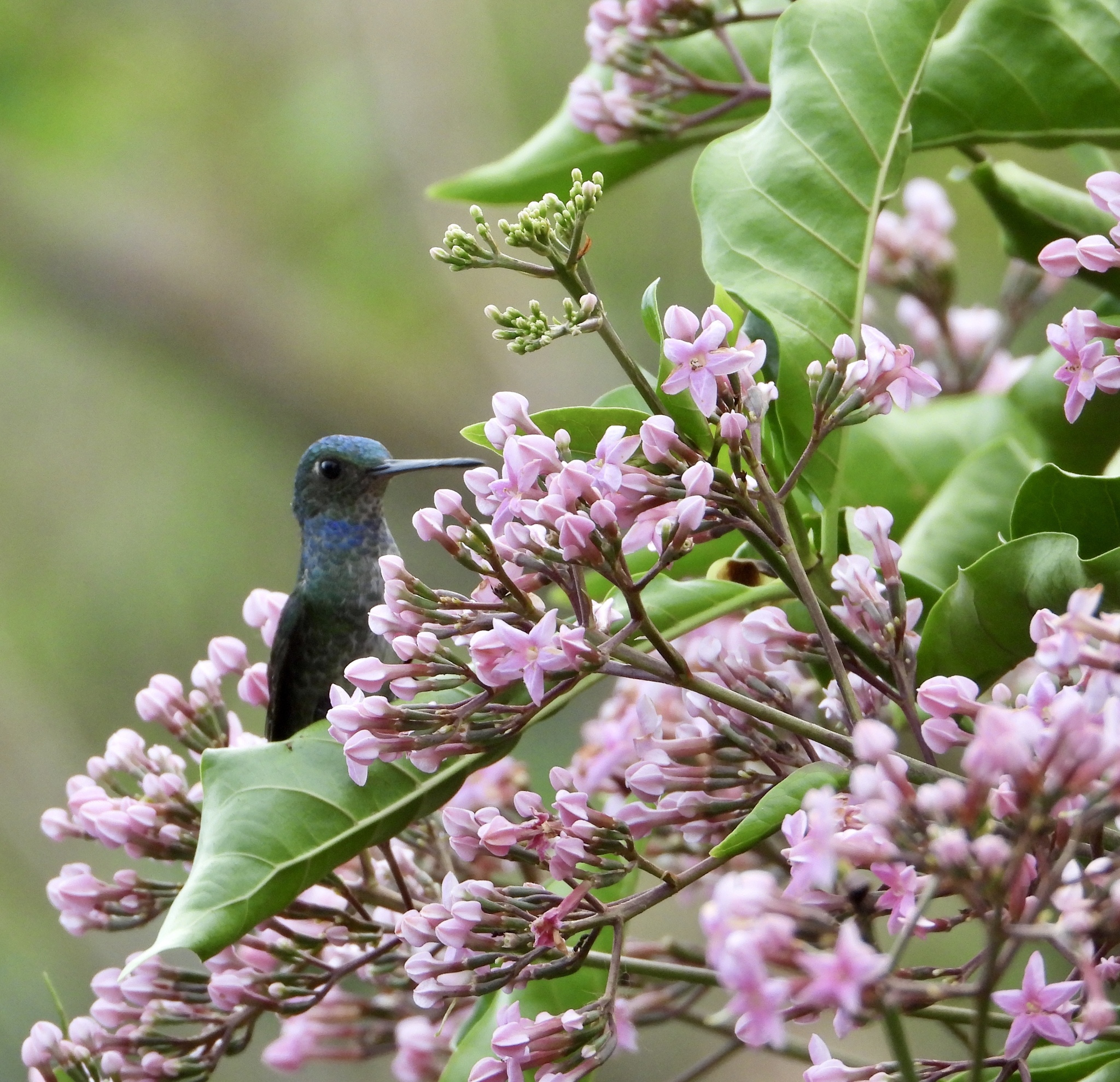 Polyerata decora Salvin, 1891