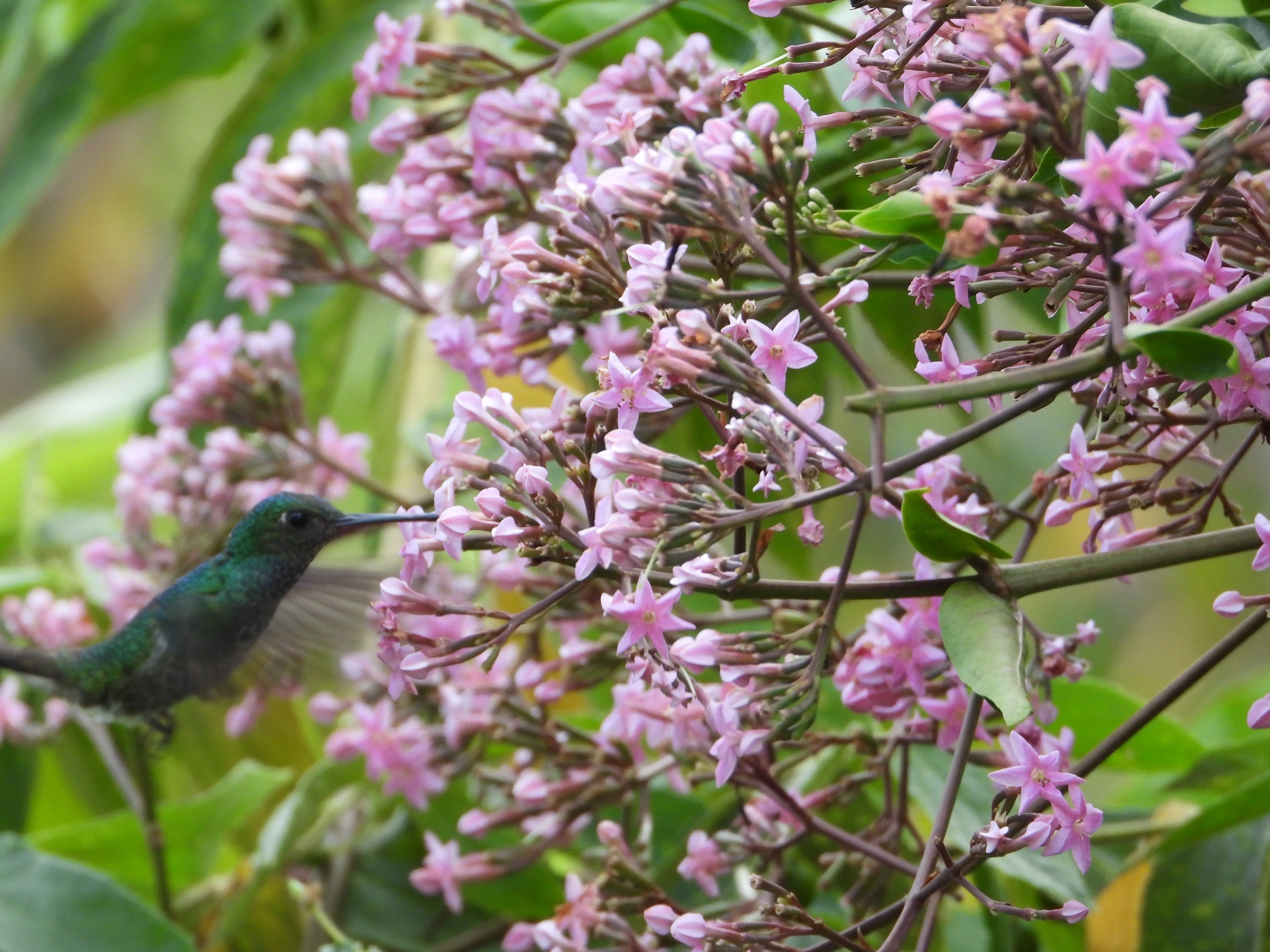 Polyerata decora Salvin, 1891