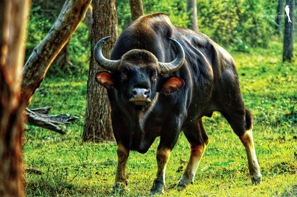 Cattle (Bos) - Know Your Mammals