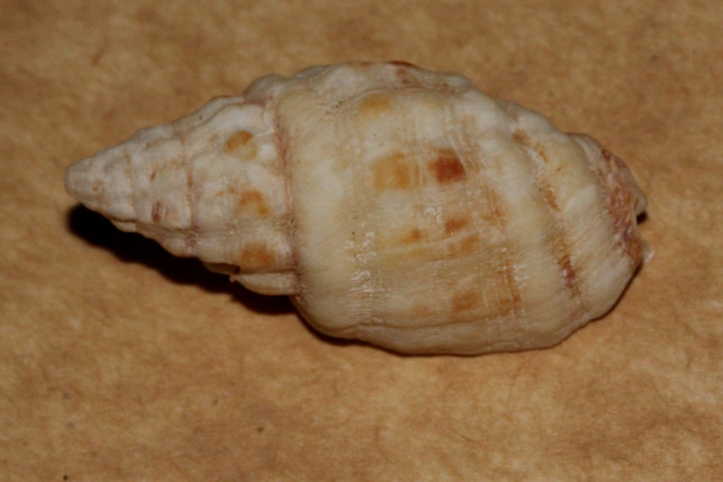 Murex Snails from Buffalo Creek NT 0812, Australia on July 15, 2004 by ...