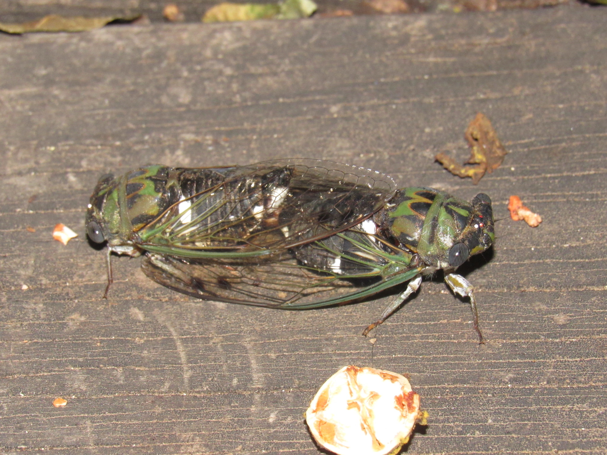 Neotibicen pruinosus pruinosus