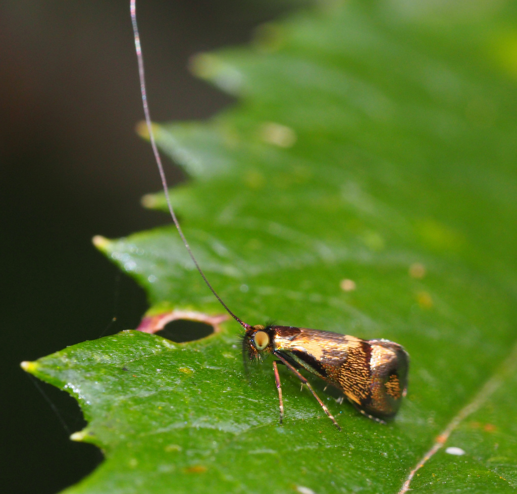 Nemophora topazias from Baw Baw VIC 3833, Australia on March 01, 2021 ...