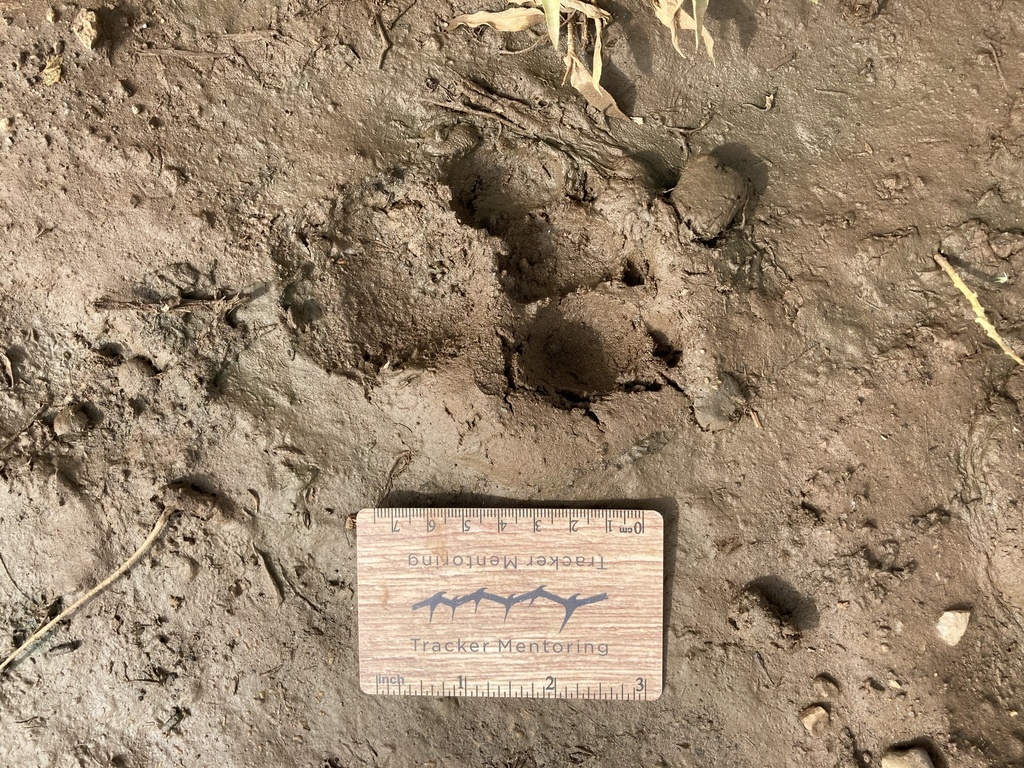 Spotted Hyena from South Africa on February 9, 2021 at 08:40 AM by Dr ...